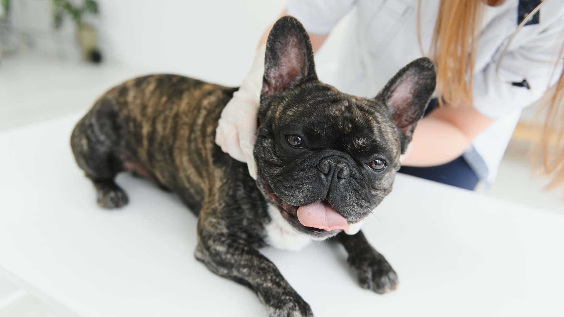 Pet General Wellness In Catskill, NY | Catskill Animal